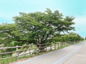 道路にはみ出た木で車に傷！責任と対処法を徹底解説 | アプリコ。